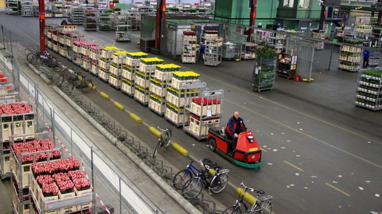 2024: Visit the Aalsmeer Royal Flora Holland Flower Auction near Amsterdam