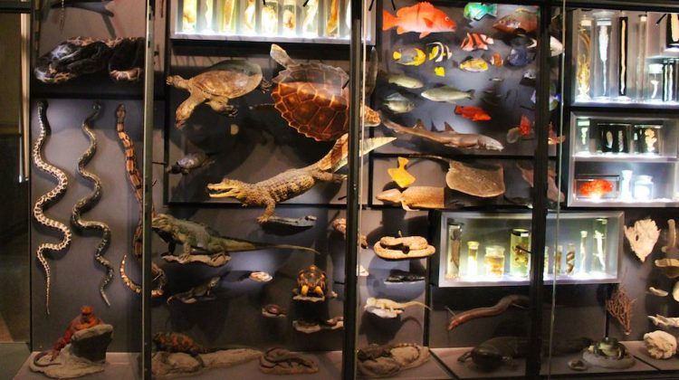 Visit the Natural History Museum (Naturkundemuseum) in Berlin