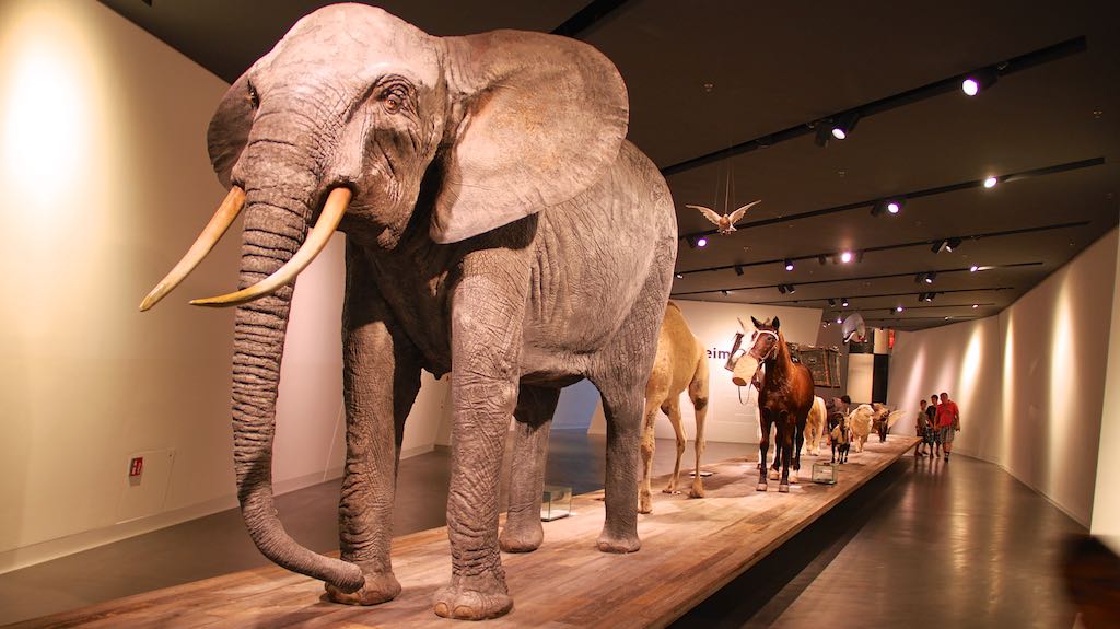 Visit the German War Museum of Military History in Dresden